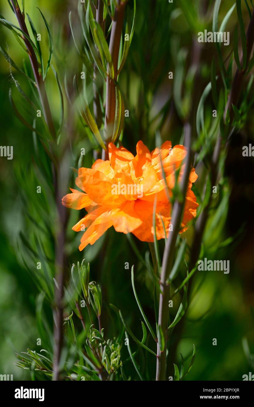 Poppy (Papaver rupifragum) 'Orange Feathers' Spanish Poppy (between ...