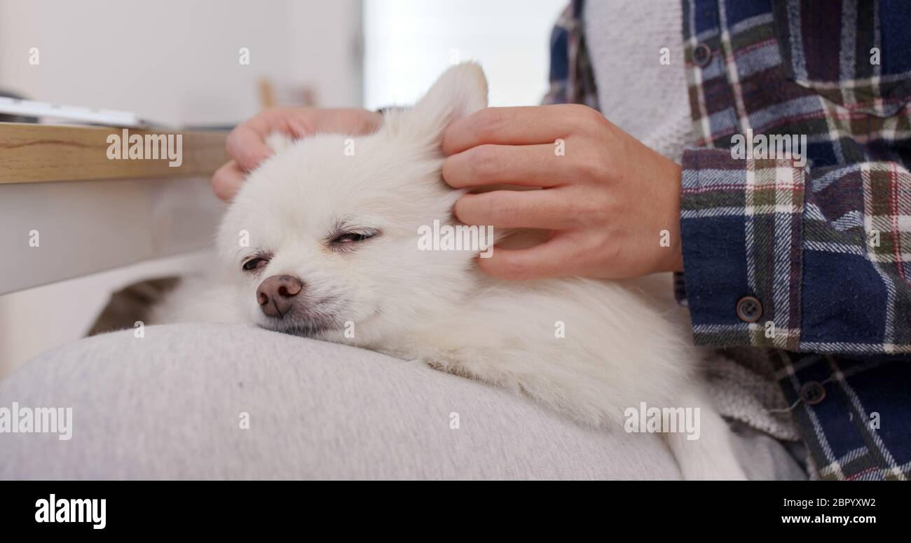 Pomeranian dog sleep on woman legs Stock Photo - Alamy