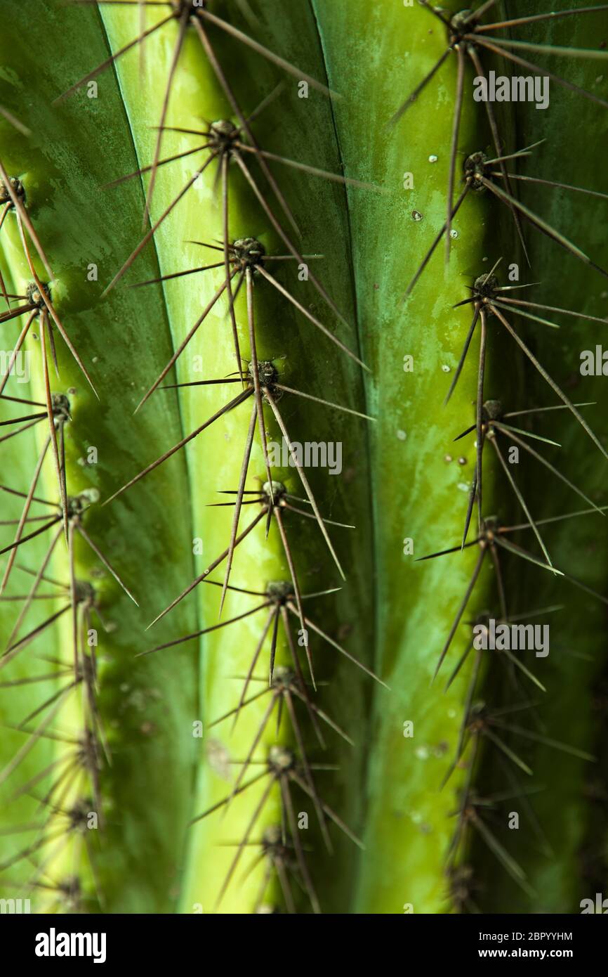 Closeup detail of the cactus with thorns Stock Photo - Alamy
