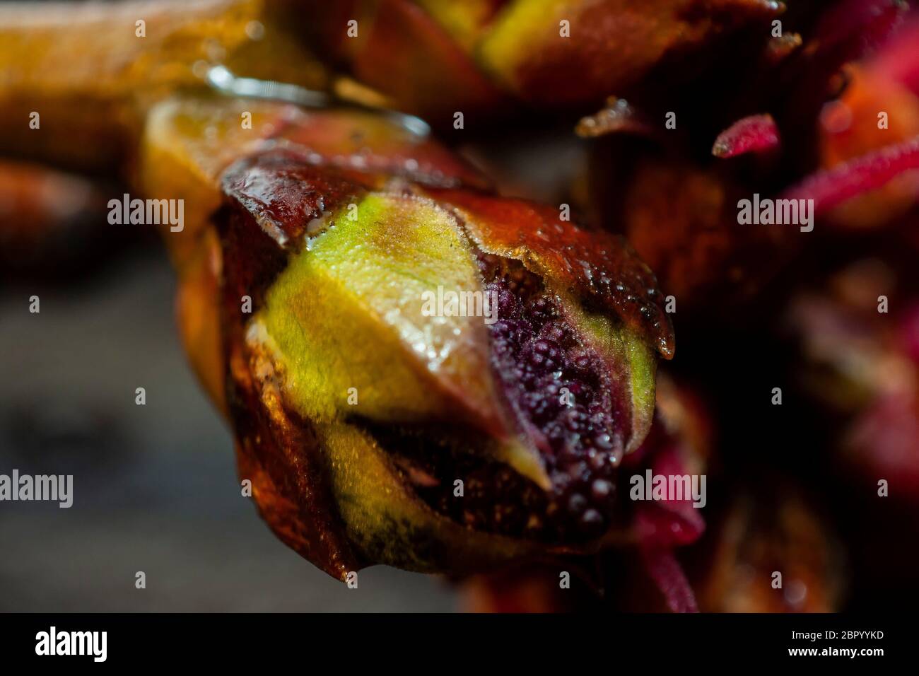 Branch poplar blossoming buds hi-res stock photography and images - Alamy