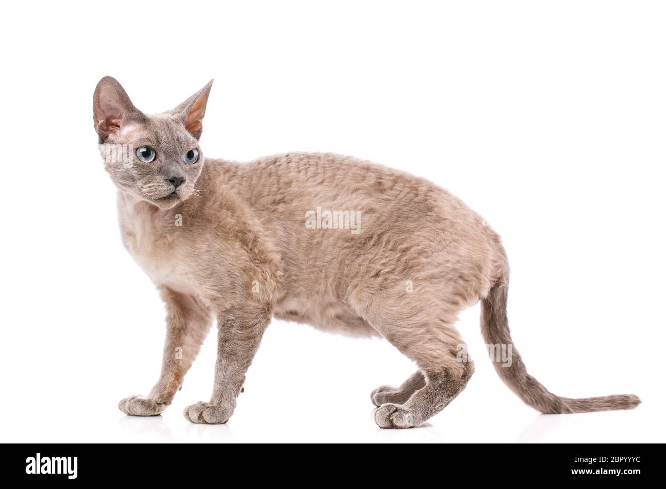 Portrait gray devon rex cat on white background Stock Photo - Alamy