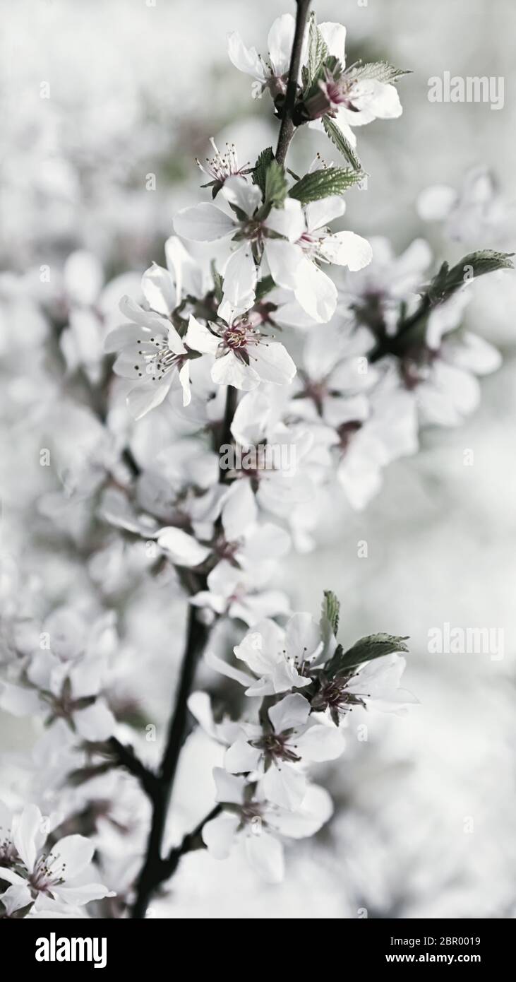 White flowers of blooming Nanking cherry or Chinese dwarf cherry close ...