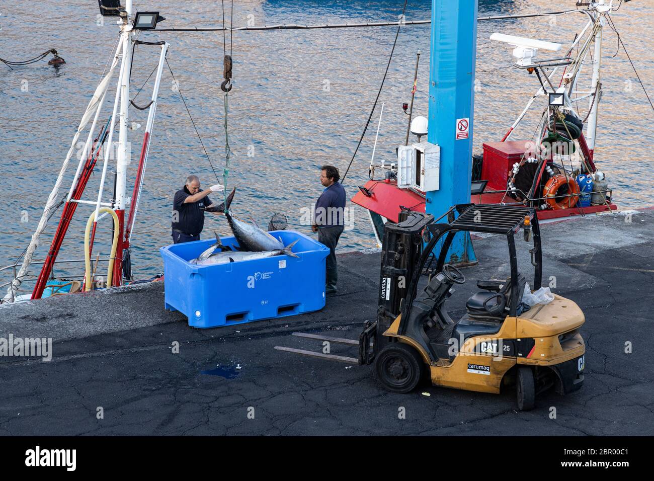 Unloading large yellow fin tuna fish from the boat by crane into boxes ...