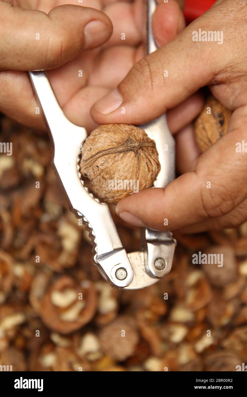 Closeup of man cracking walnuts with metal nutcracker in the hand Stock ...