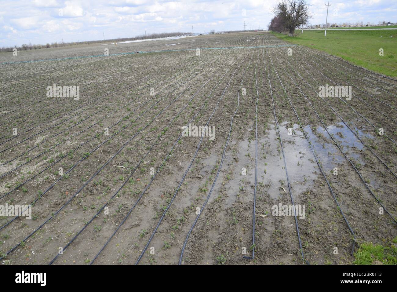 Drip irrigation on the field, black hoses drip irrigation Stock Photo ...