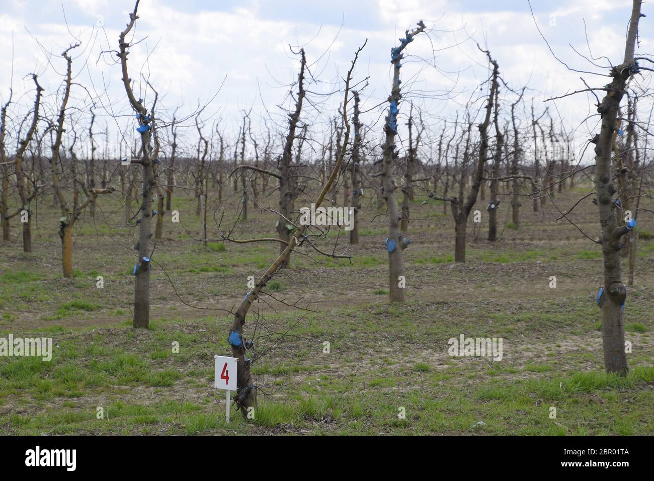 Apple trees in the garden, pruning apple trees, protecting cut branches ...