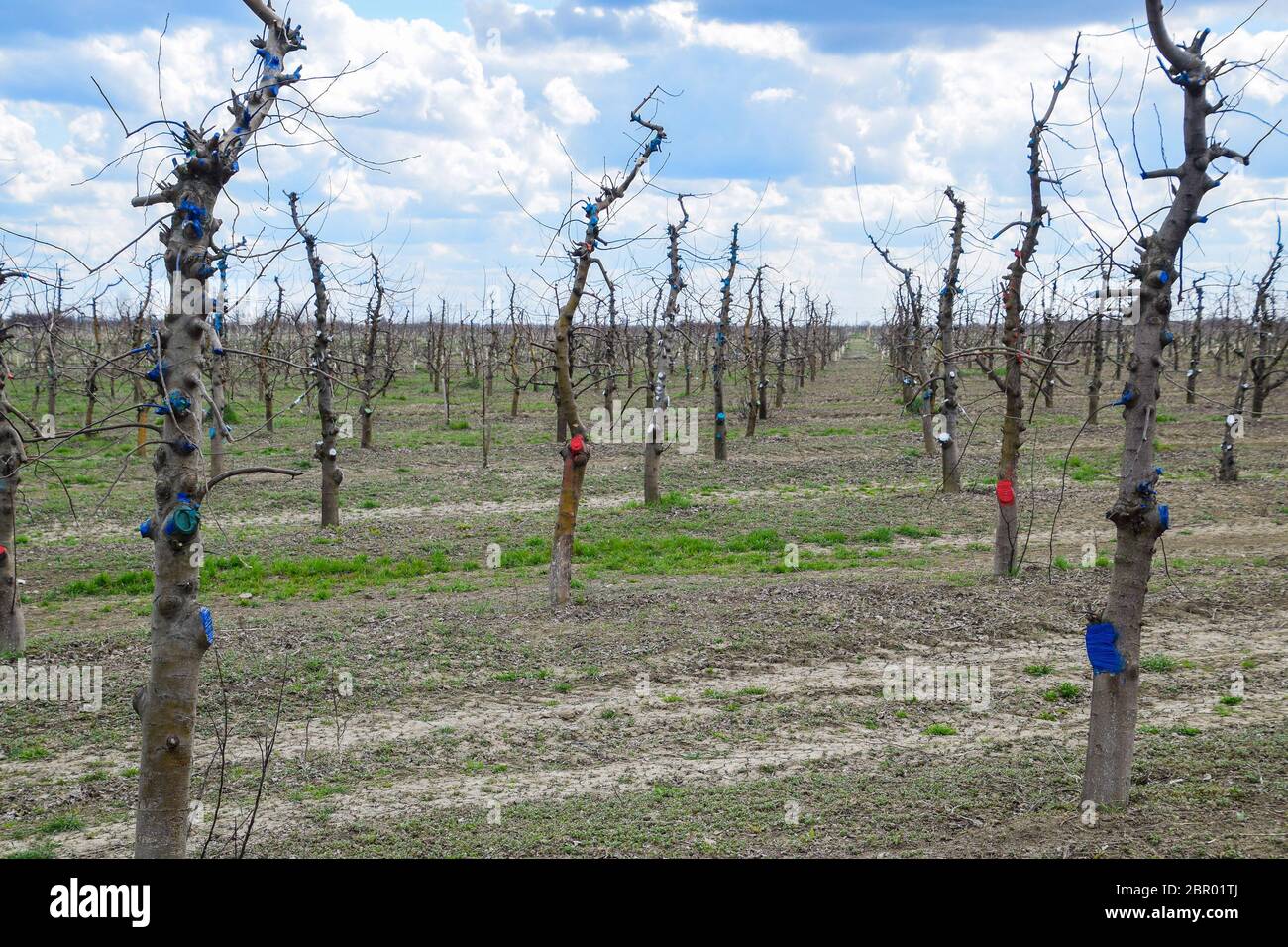 Apple trees in the garden, pruning apple trees, protecting cut branches ...