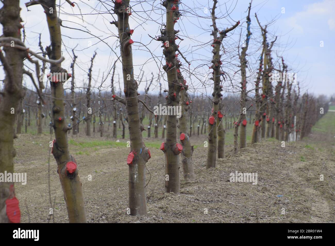 Apple trees in the garden, pruning apple trees, protecting cut branches ...