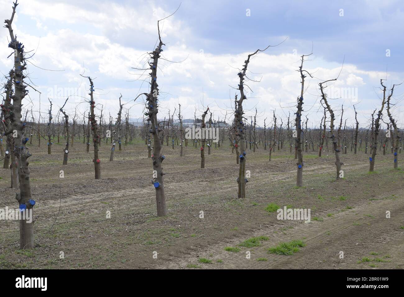 Apple trees in the garden, pruning apple trees, protecting cut branches ...