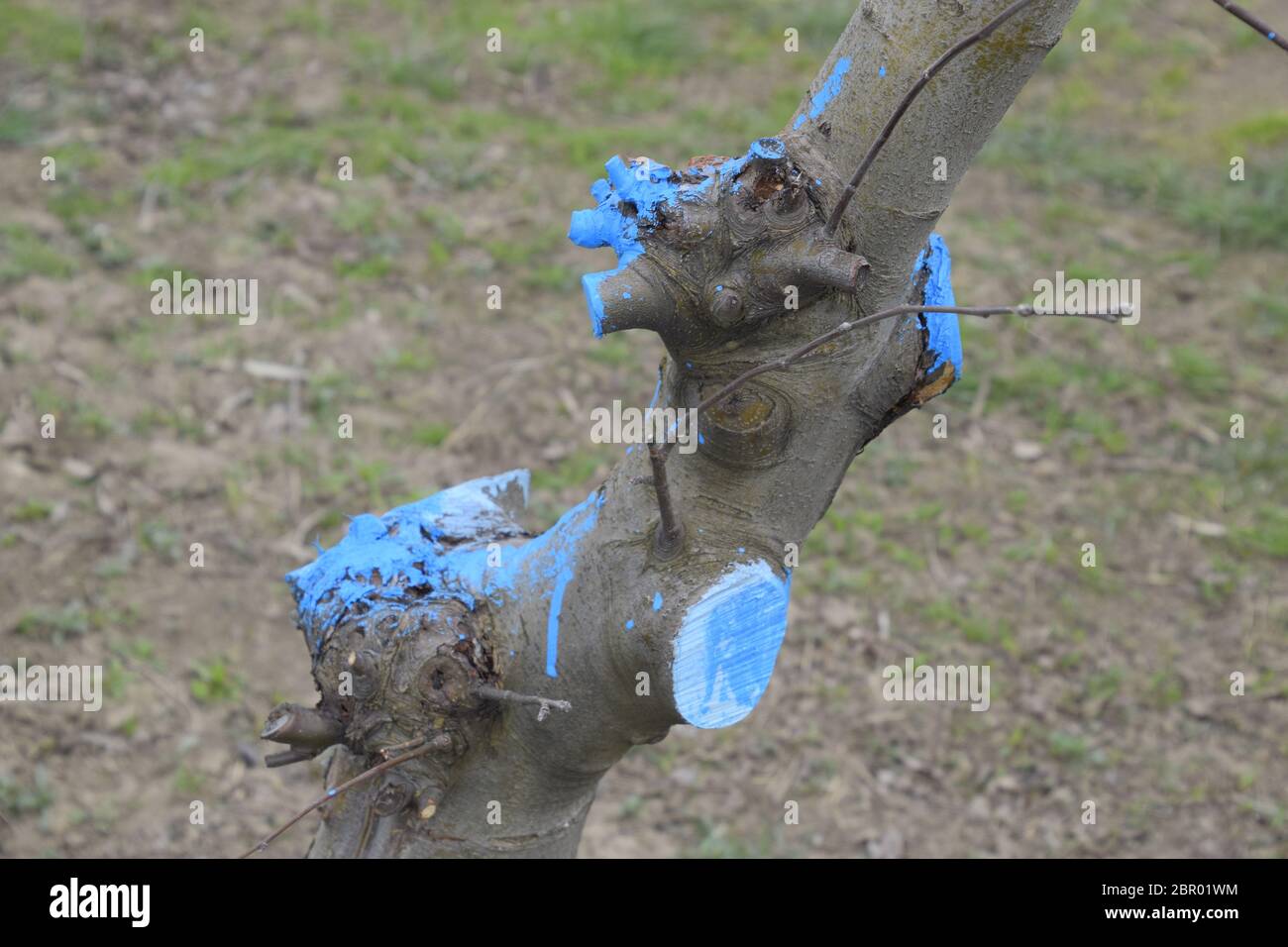 Apple trees in the garden, pruning apple trees, protecting cut branches ...