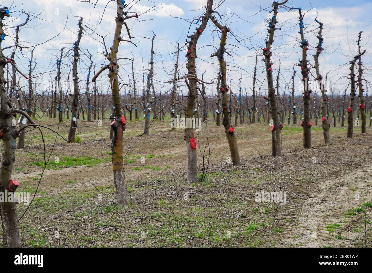 Apple trees in the garden, pruning apple trees, protecting cut branches ...