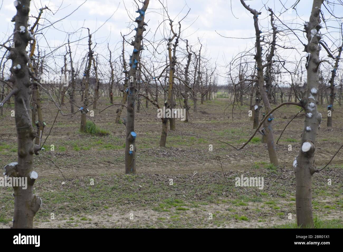 Crown grafting hi-res stock photography and images - Alamy