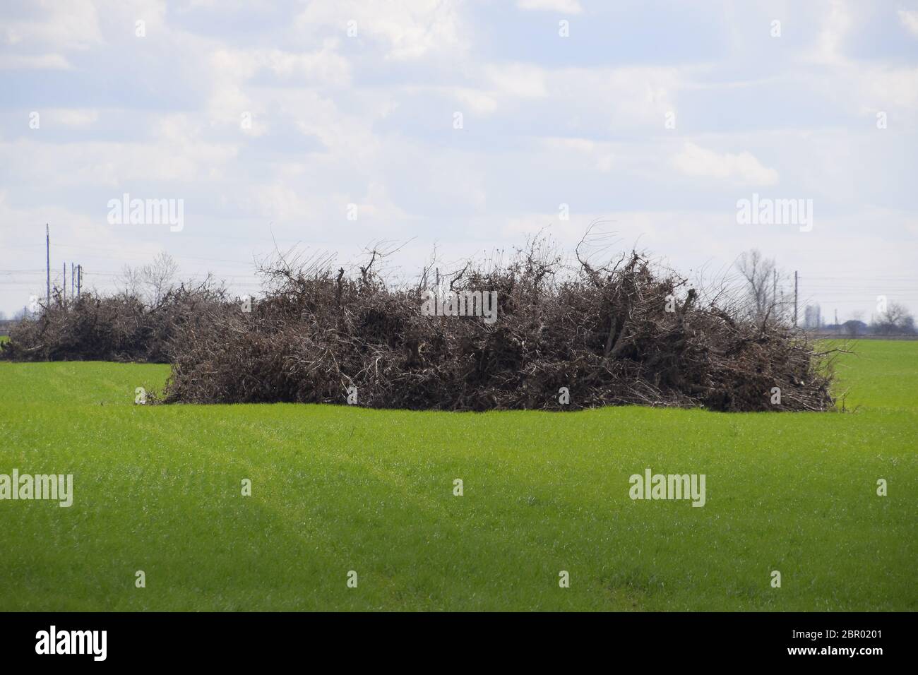 Heaped old trees of an apple orchard. Felled old apple orchard. Heaps ...