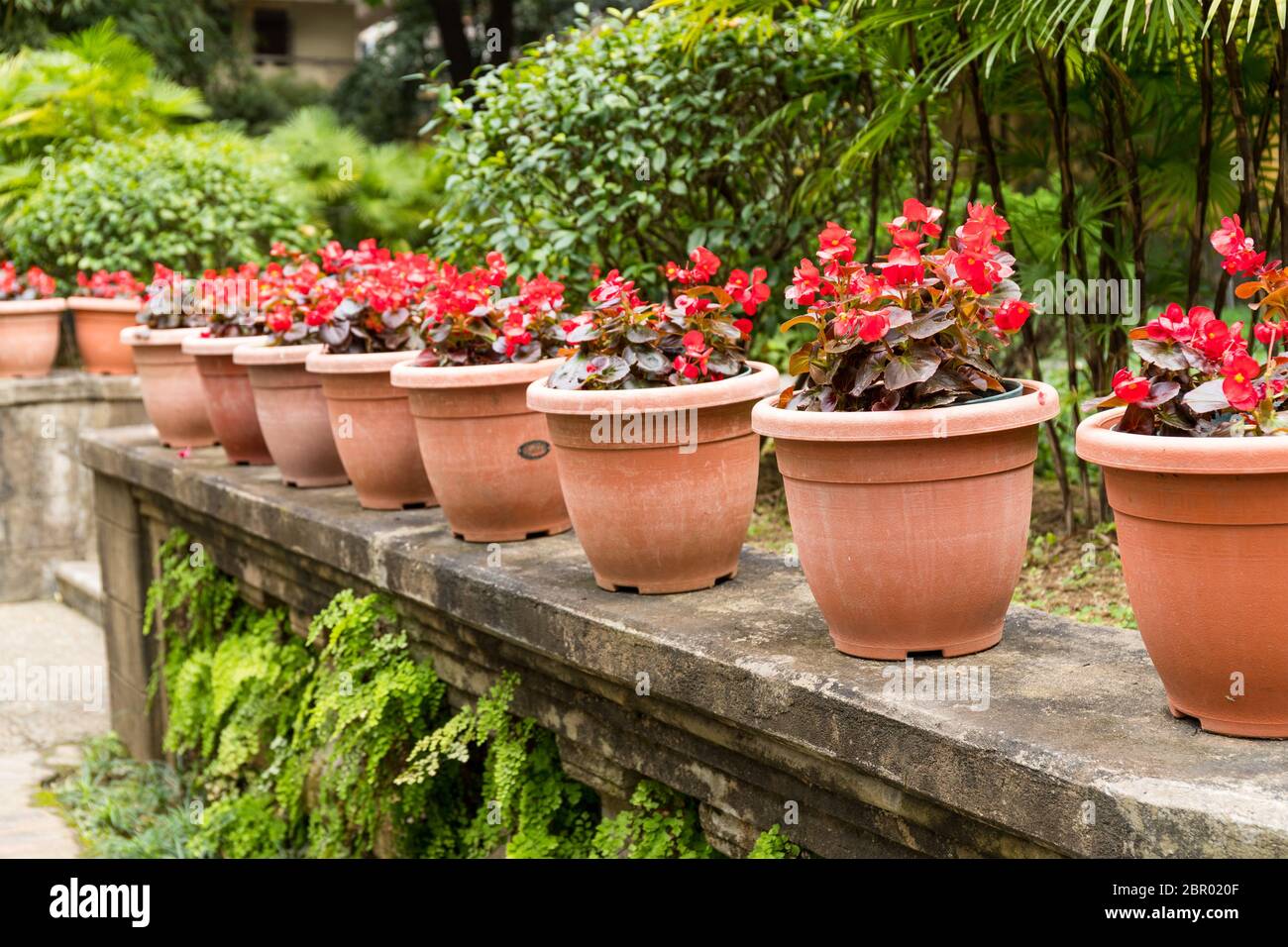 Flower pot in the garden Stock Photo - Alamy
