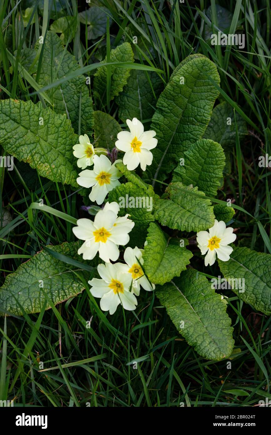 Hedgerow with primrose hi-res stock photography and images - Alamy