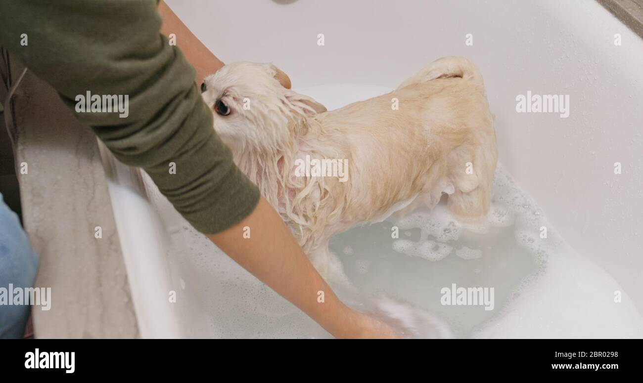 Pomeranian dog take bath Stock Photo - Alamy