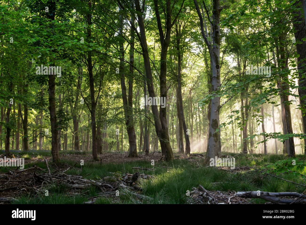 Woodland spring, Savernake Forest, England Stock Photo - Alamy