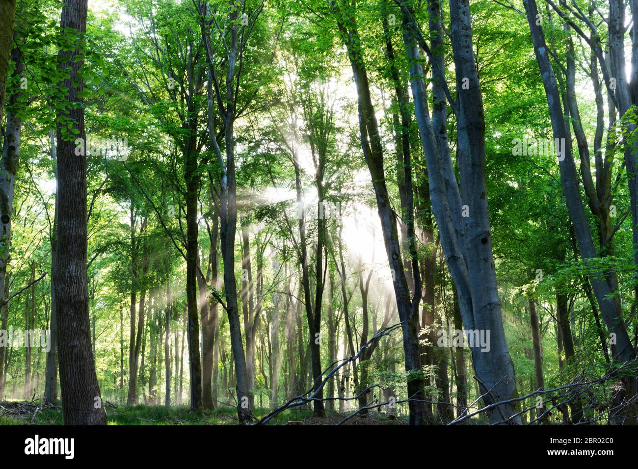 Savernake forest england hi-res stock photography and images - Alamy