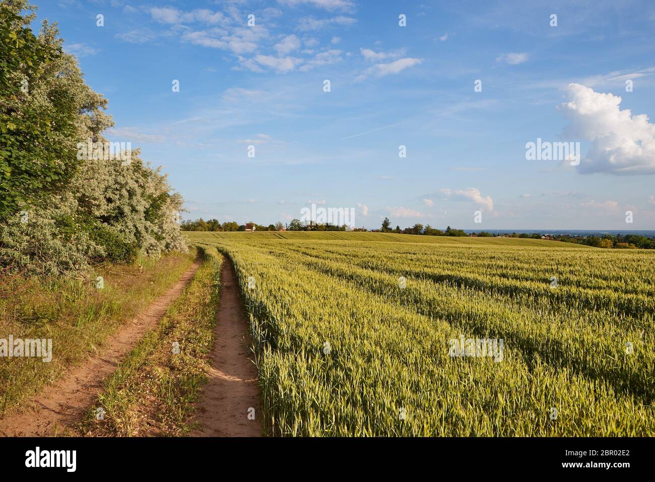Countryside path through green fields with trees Stock Photo - Alamy