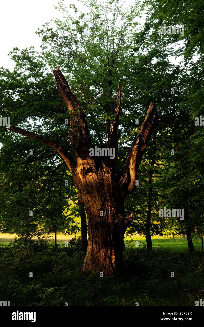 Savernake forest england hi-res stock photography and images - Alamy