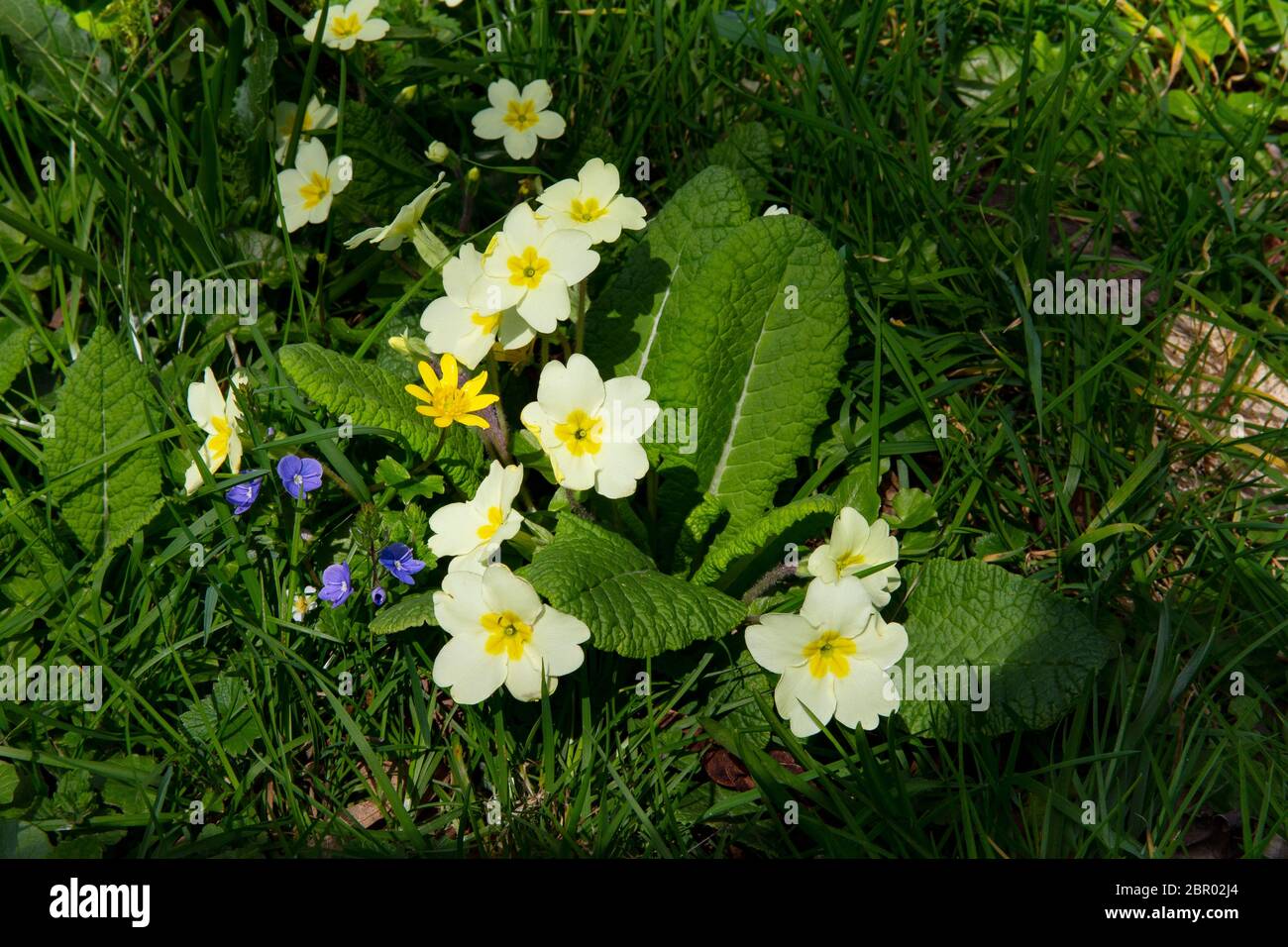 Primula vulgaris spring garden hi-res stock photography and images - Alamy