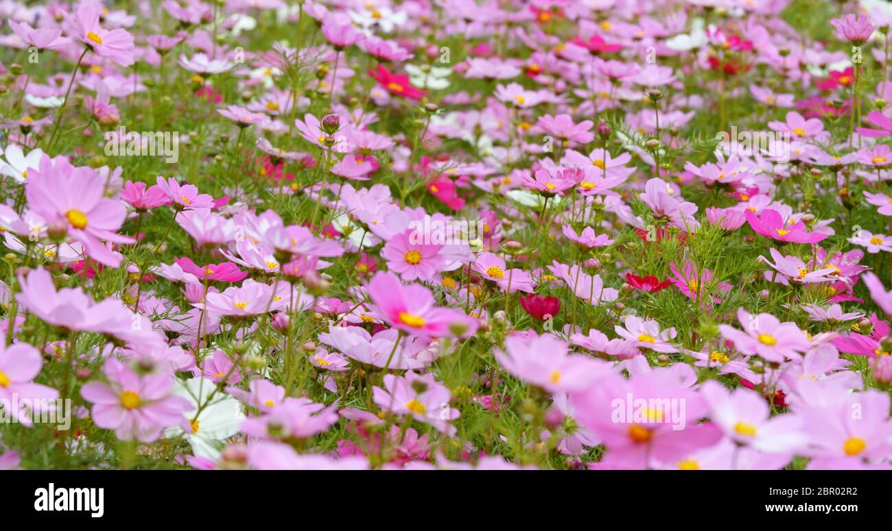 Cosmo flower field Stock Photo - Alamy