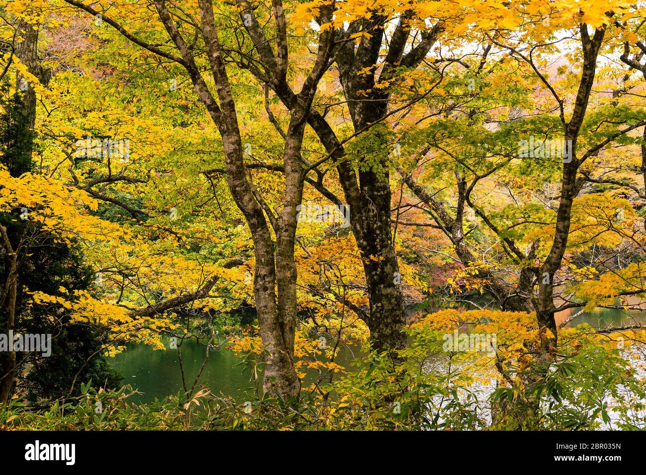 Red maple tree in the countryside Stock Photo - Alamy