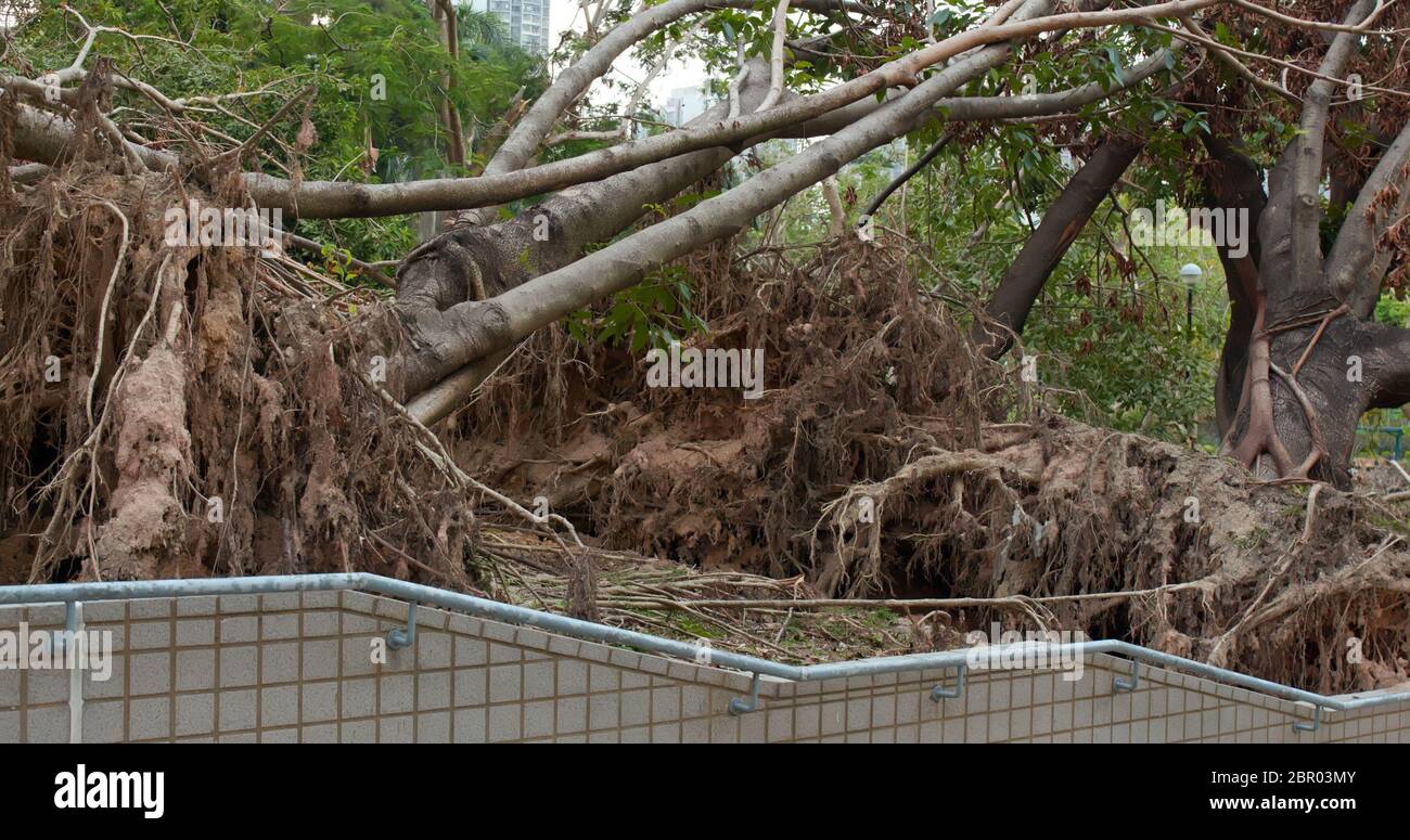 Tree collapse after typhoon disaster Stock Photo - Alamy