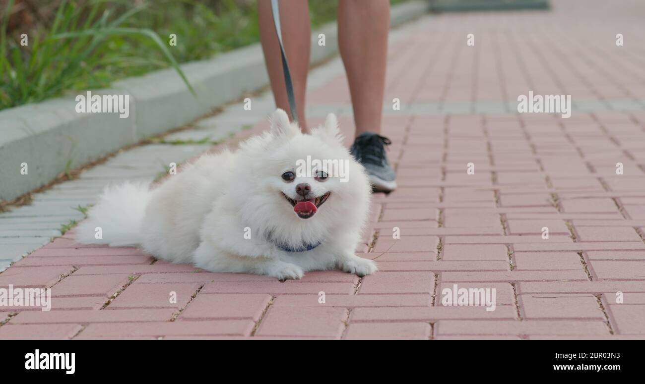 Pomeranian go out pet hi-res stock photography and images - Alamy