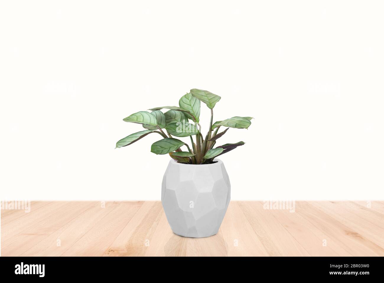 Gorgeous houseplant Maranta in a colorful pot isolated on white ...