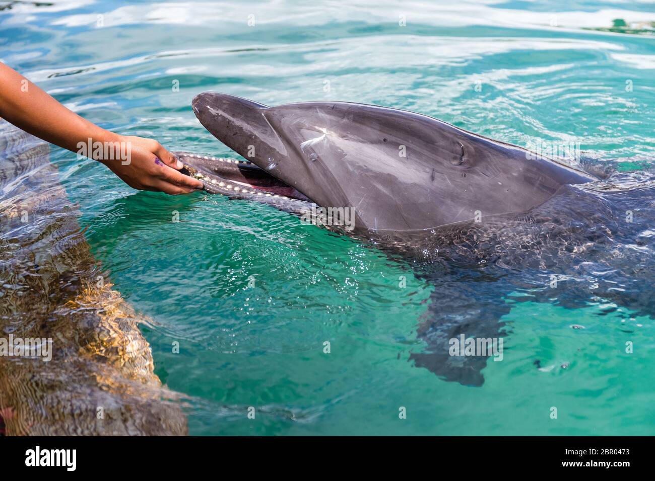Human touch the Dolphins Stock Photo - Alamy