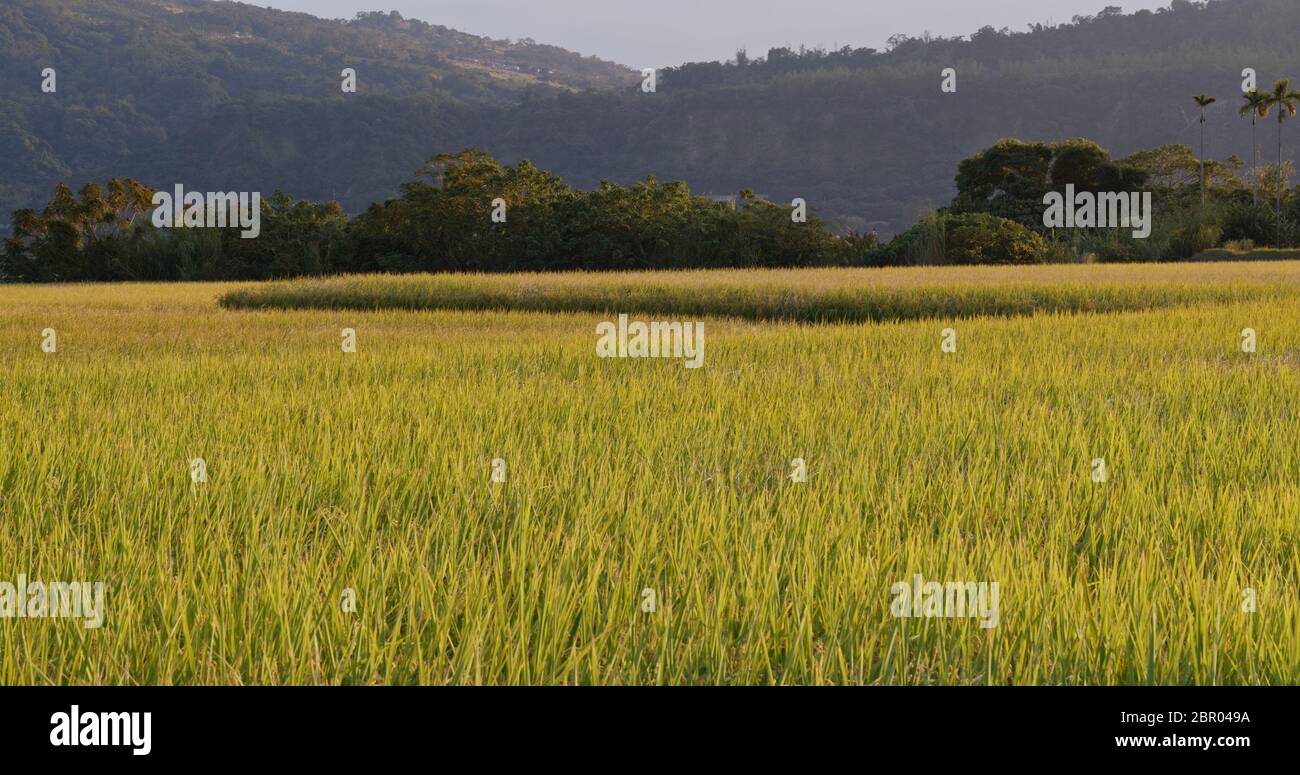 Fresh rice field Stock Photo - Alamy