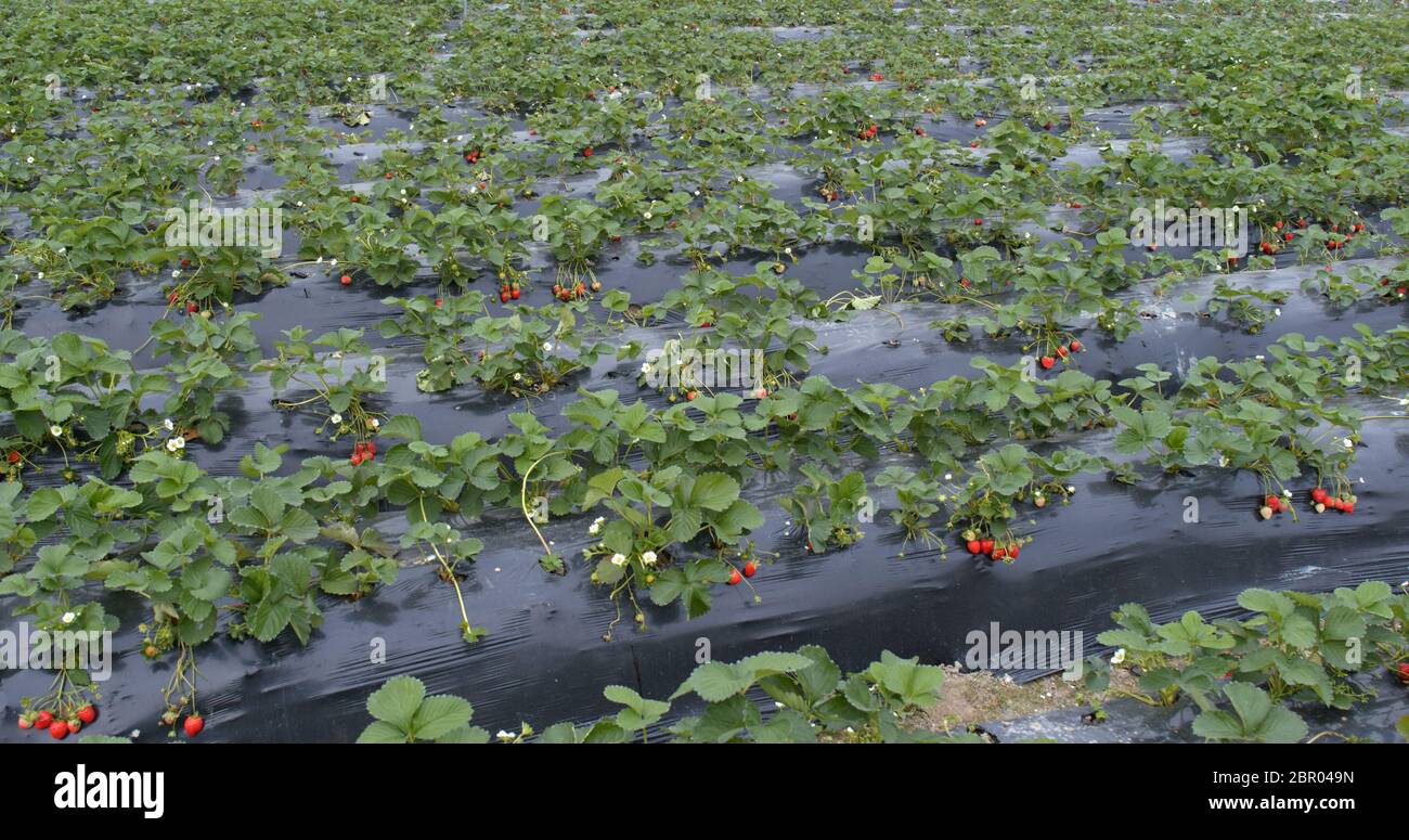Fresh Strawberry farm Stock Photo - Alamy