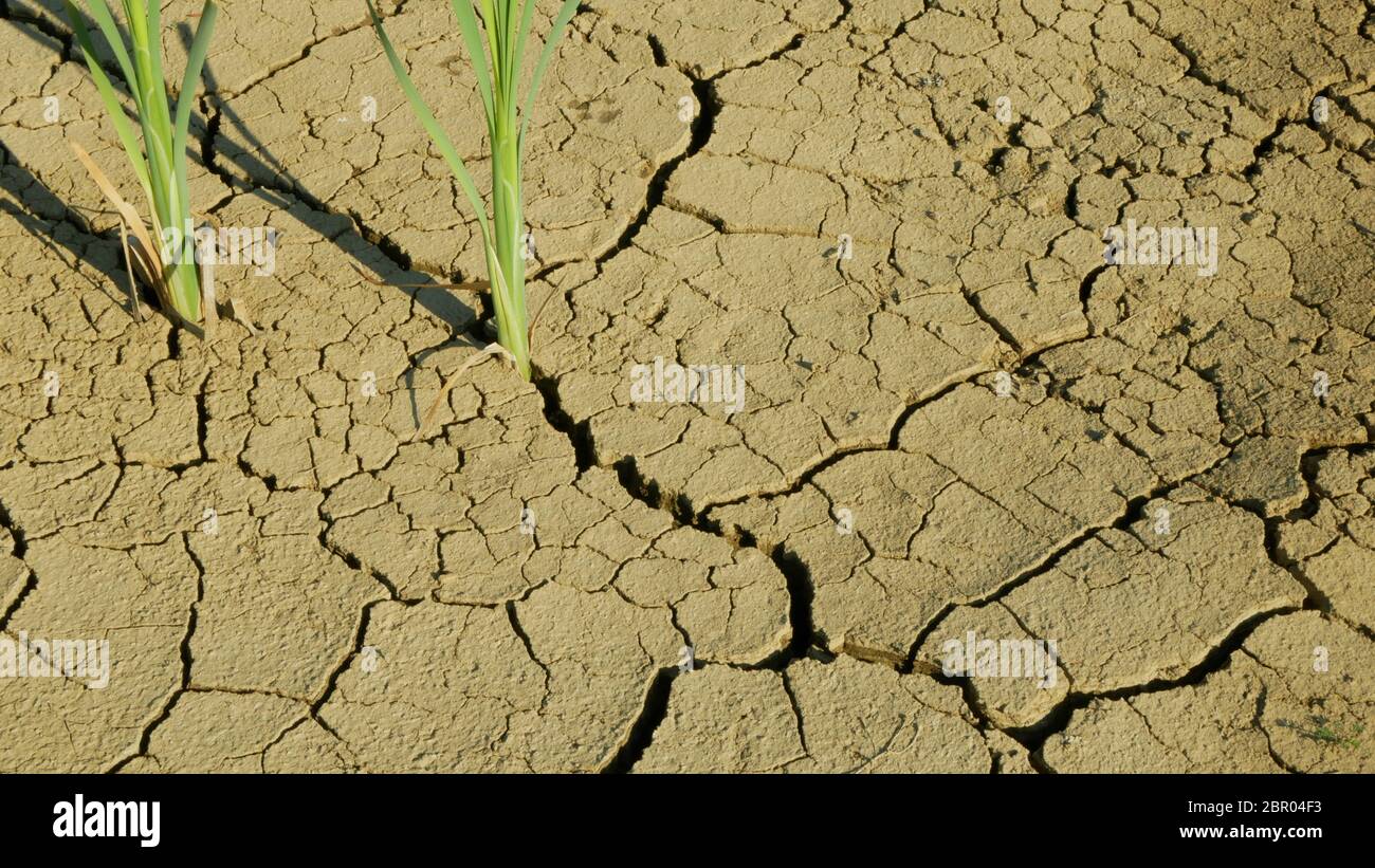 Very drought pond wetland, swamp and lake drying up the soil cracked ...