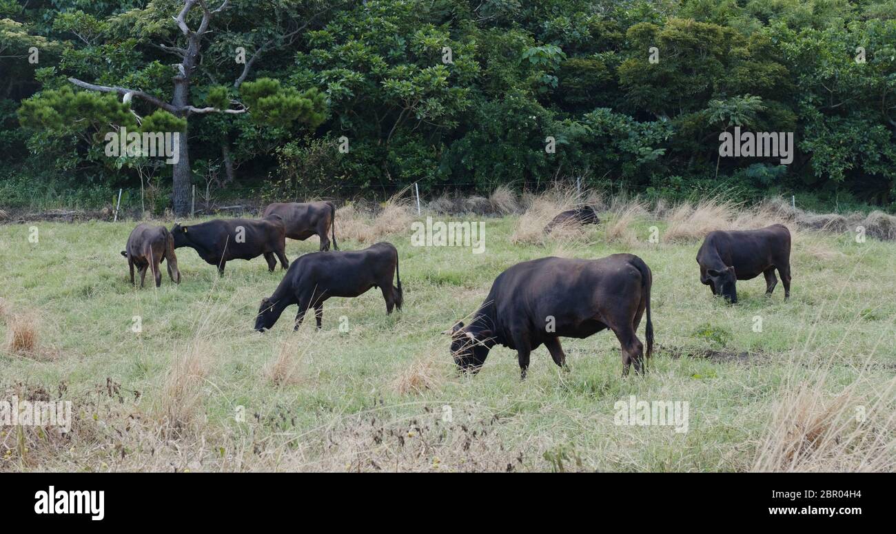 Cow farm in ishigaki island of Japan Stock Photo - Alamy