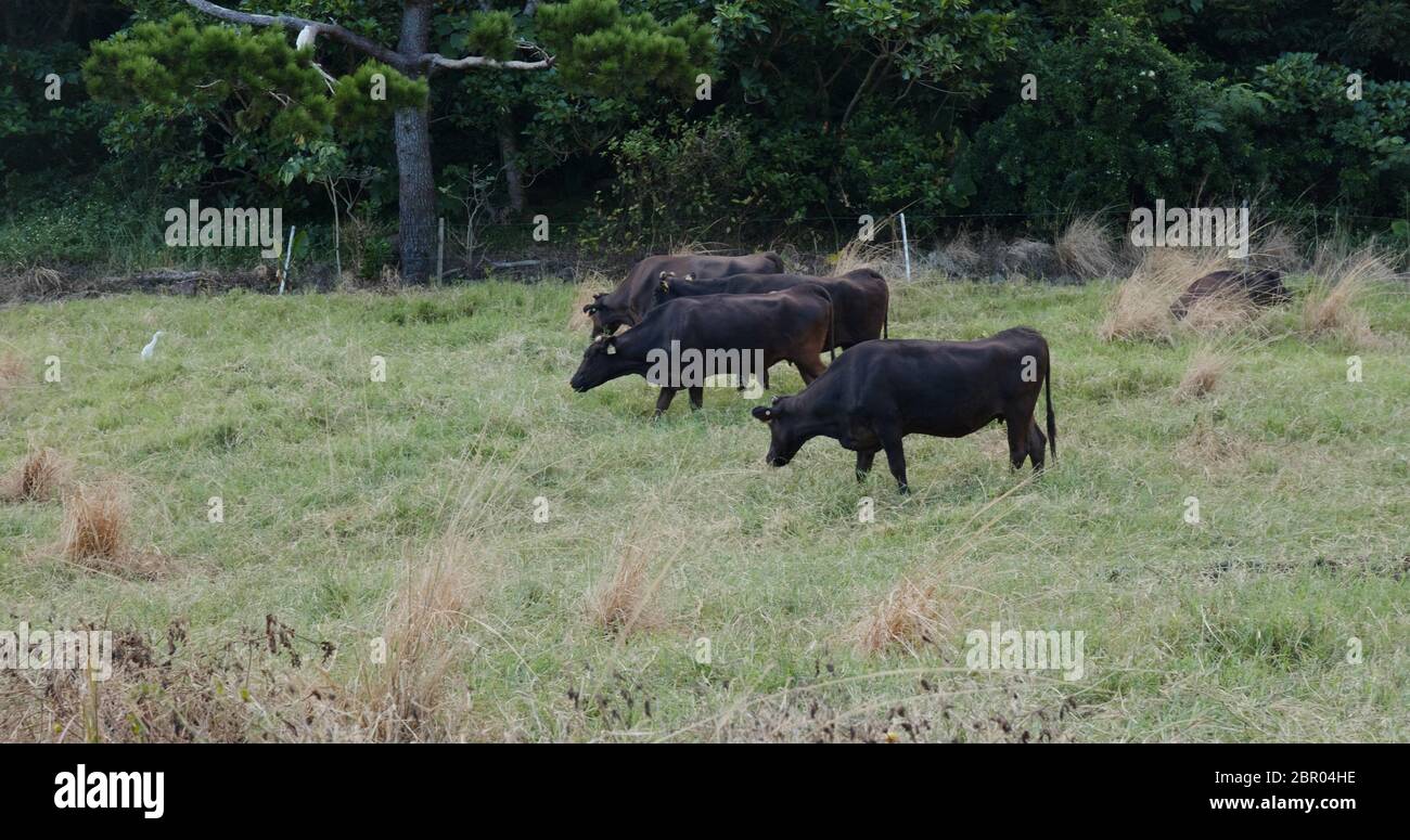 Cow farm in ishigaki Stock Photo - Alamy