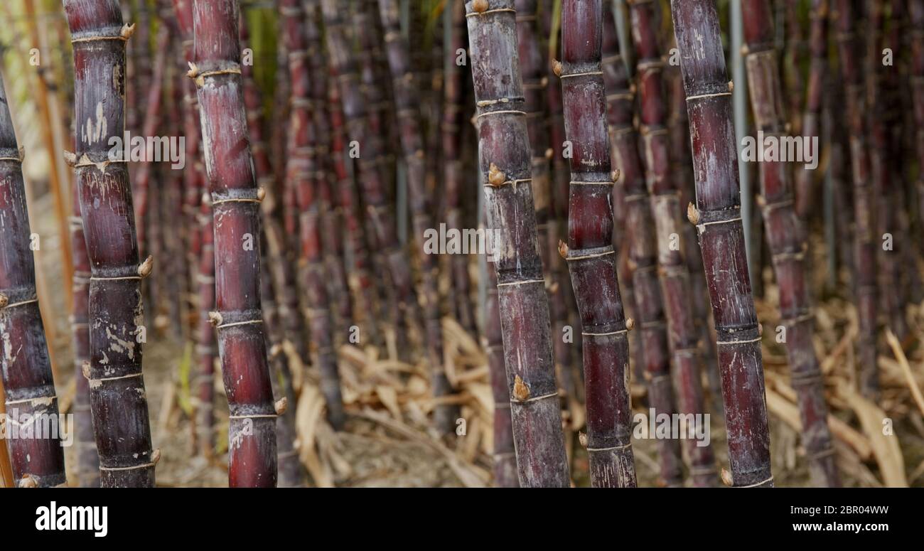 Sugar cane farm Stock Photo - Alamy