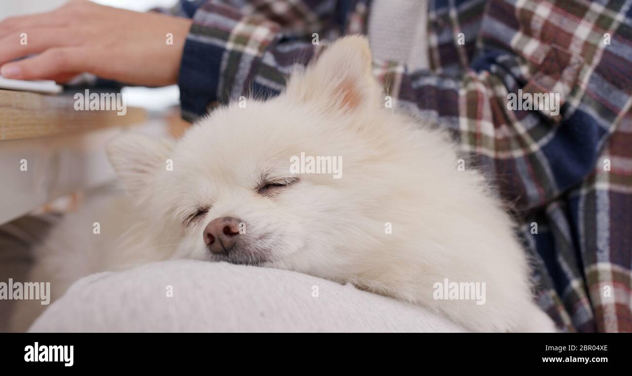 Woman work on the computer her pomeranian dog sleep on her legs Stock ...