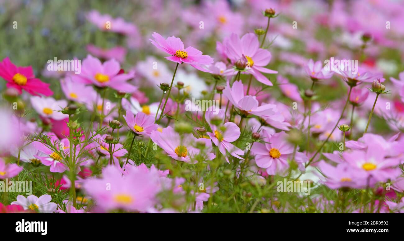 Field of cosmos flower Stock Photo - Alamy