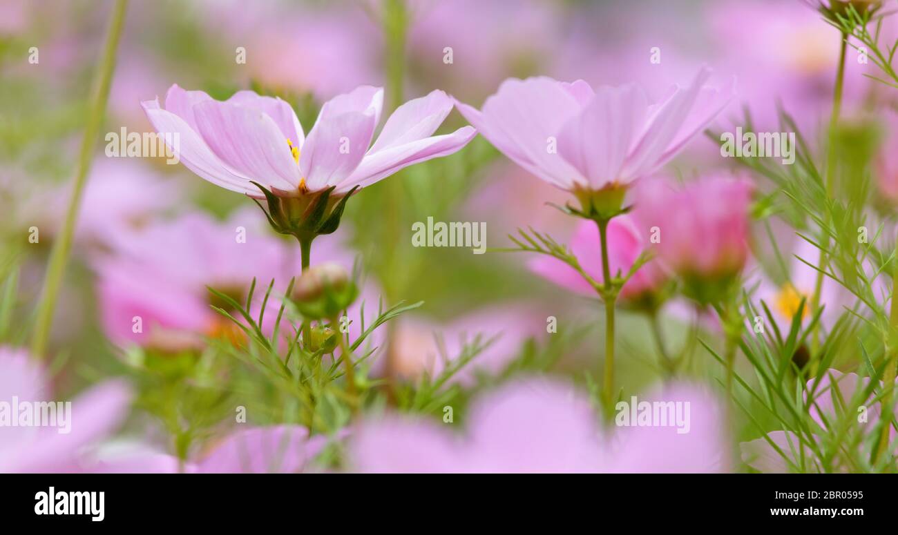 Cosmo flower plant Stock Photo - Alamy