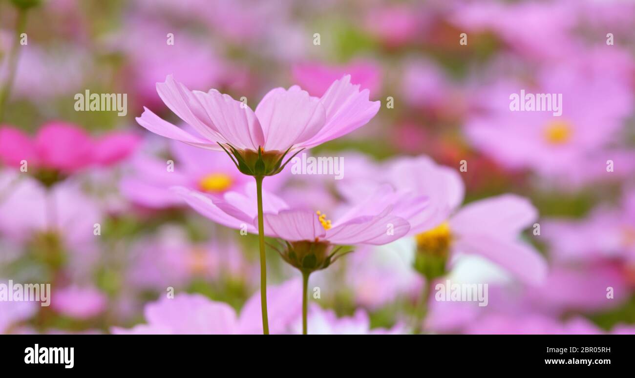 Cosmos flower fields hi-res stock photography and images - Alamy