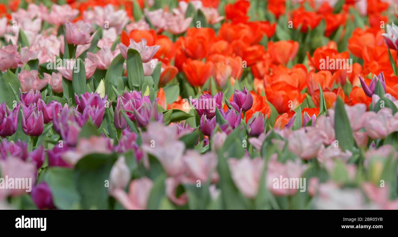 Tulips flowers spring bloom in the garden Stock Photo - Alamy