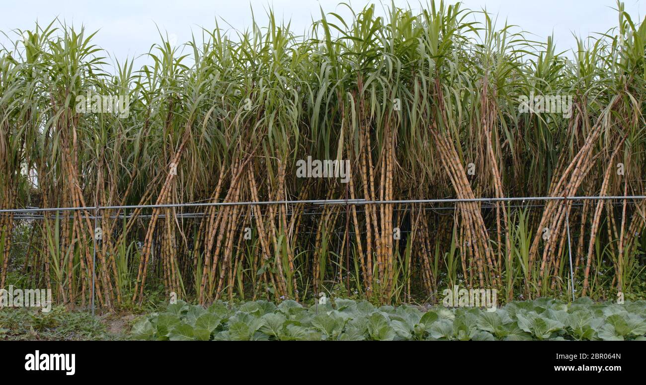 Fresh Sugar cane farm Stock Photo - Alamy