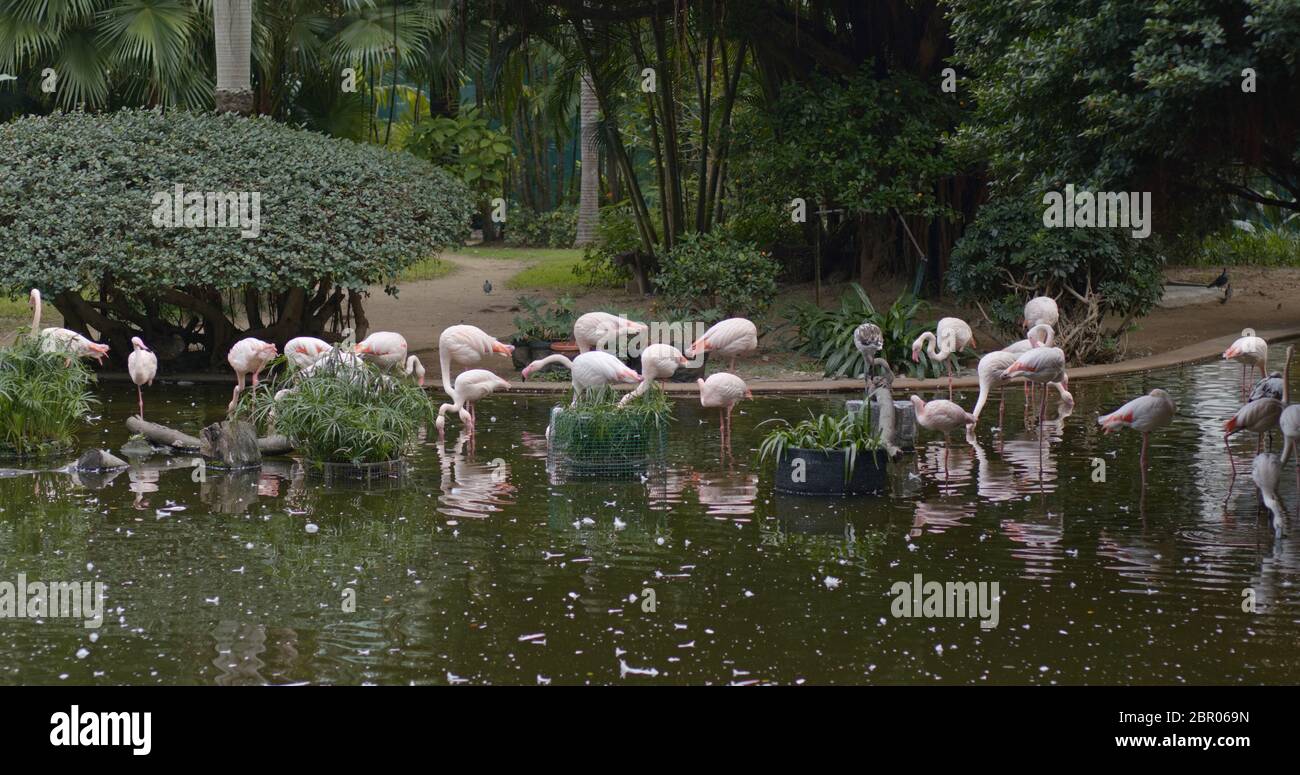 Pink flamingos at the zoo Stock Photo - Alamy