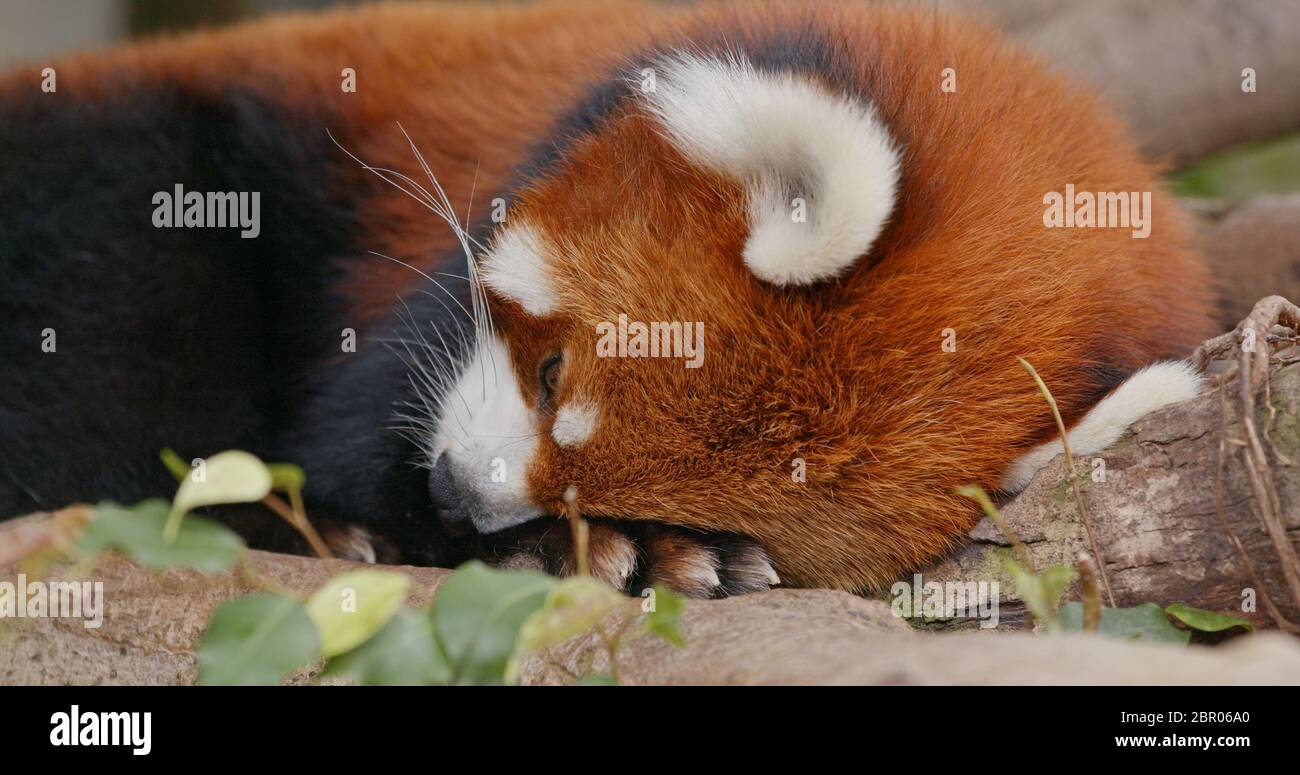Red panda sleep Stock Photo - Alamy