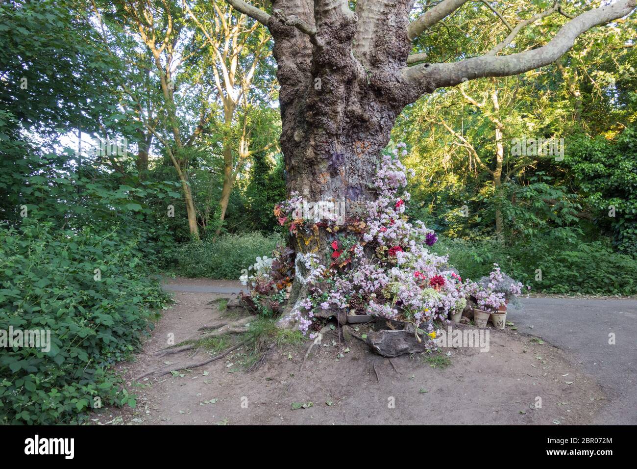 A beautiful and loving family tree shrine memorial to Iris Goldsmith on ...