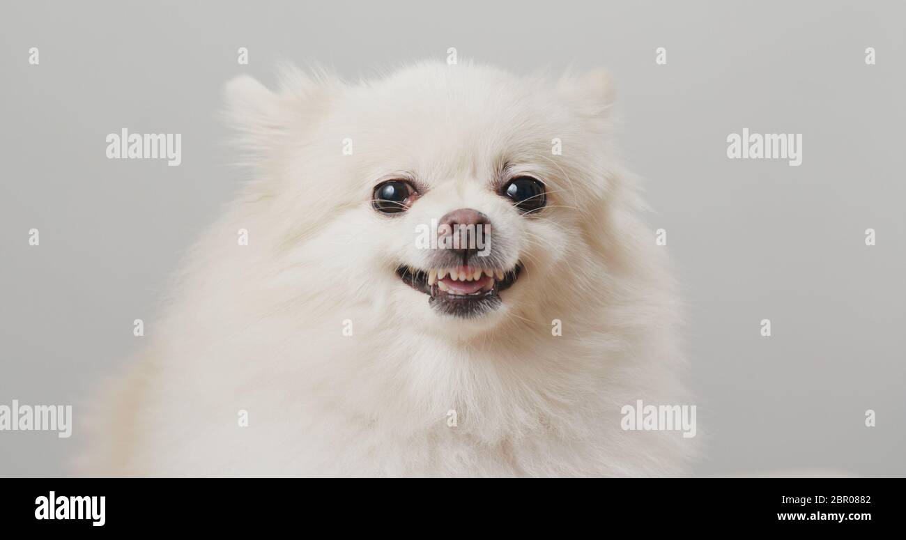 Portrait standing pomeranian dogs hi-res stock photography and images ...