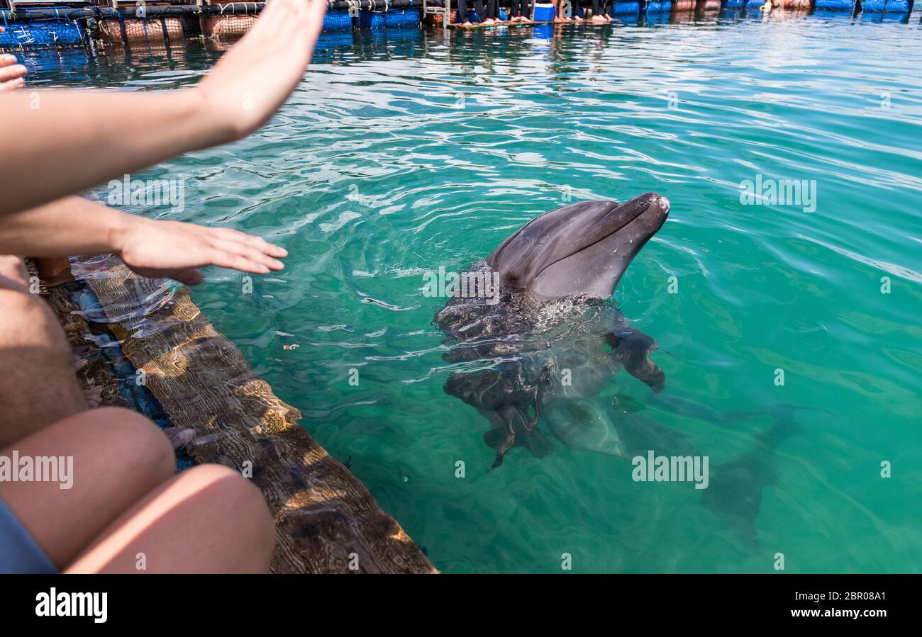 Bottlenose dolphins and trainer hi-res stock photography and images - Alamy