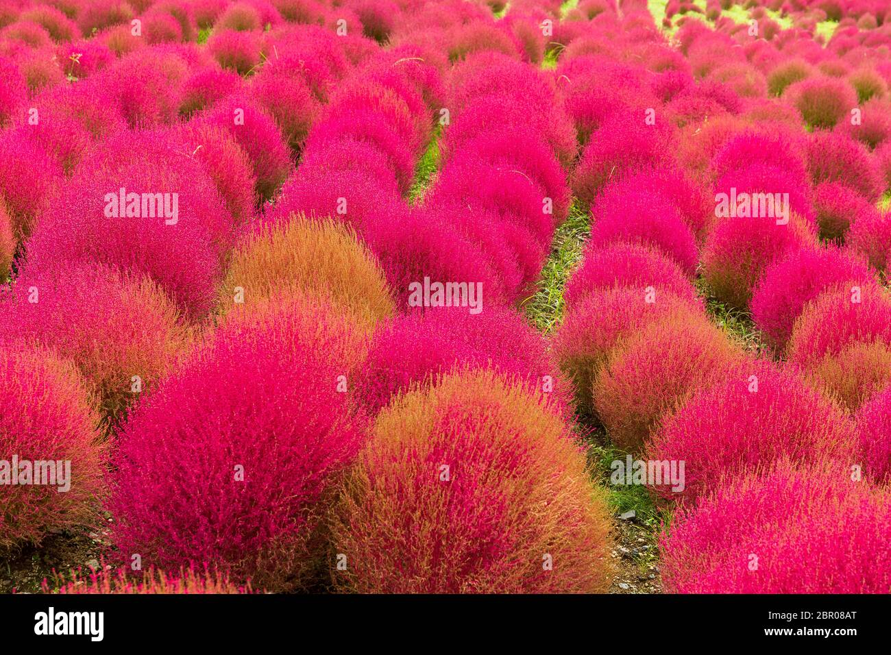 Kochia hi-res stock photography and images - Alamy