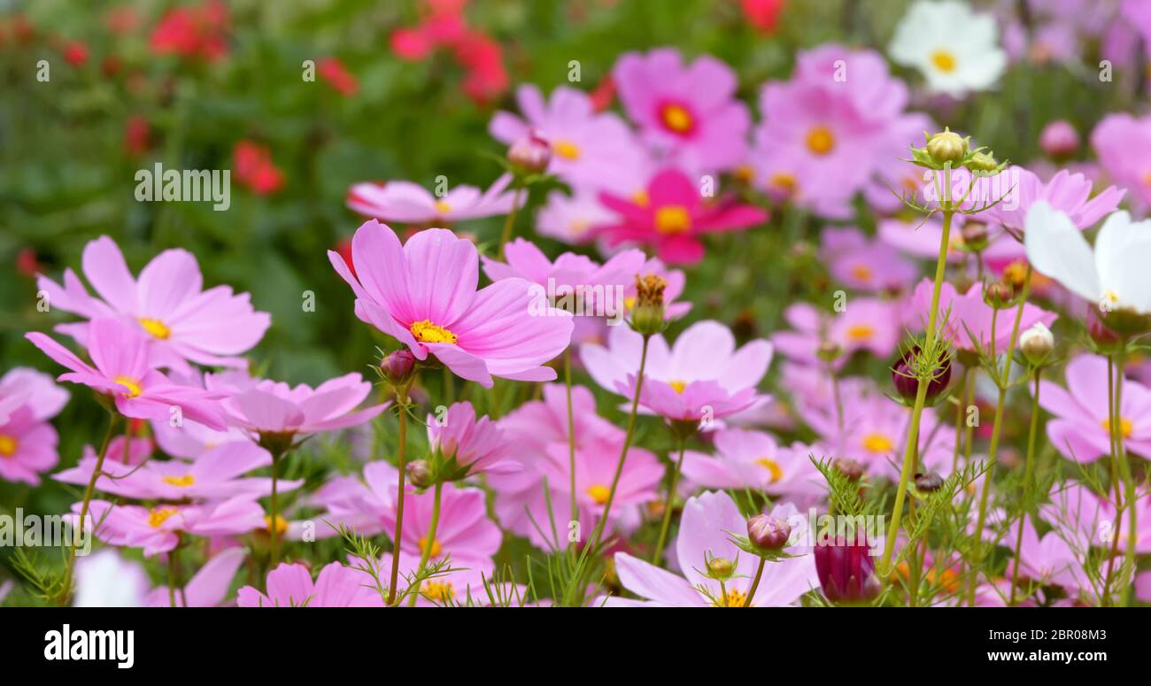 Pink cosmos flower field Stock Photo - Alamy
